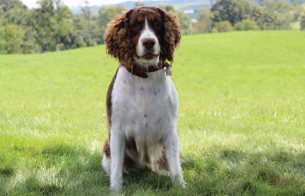 Dams & Sires - Valley View Springers