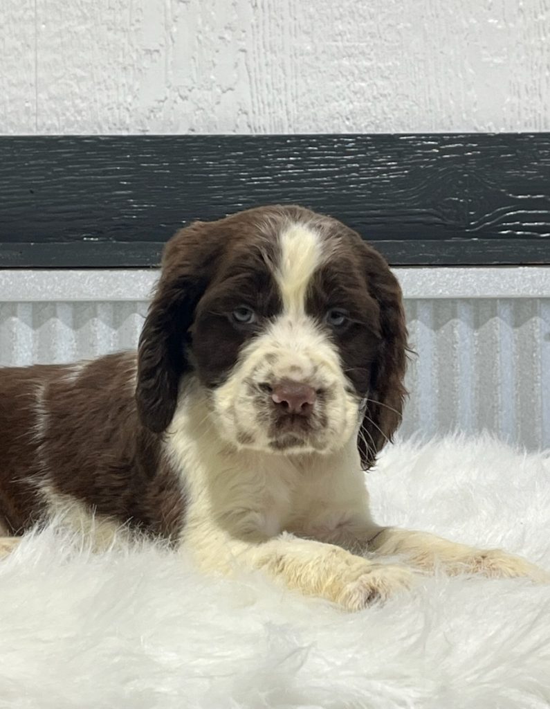 English Springer Spaniel - Valley View Springers