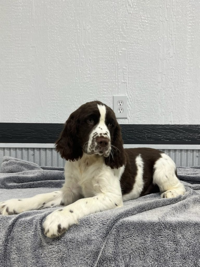 English Springer Spaniel - Valley View Springers