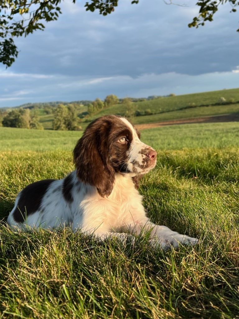 English Springer Spaniel - Valley View Springers