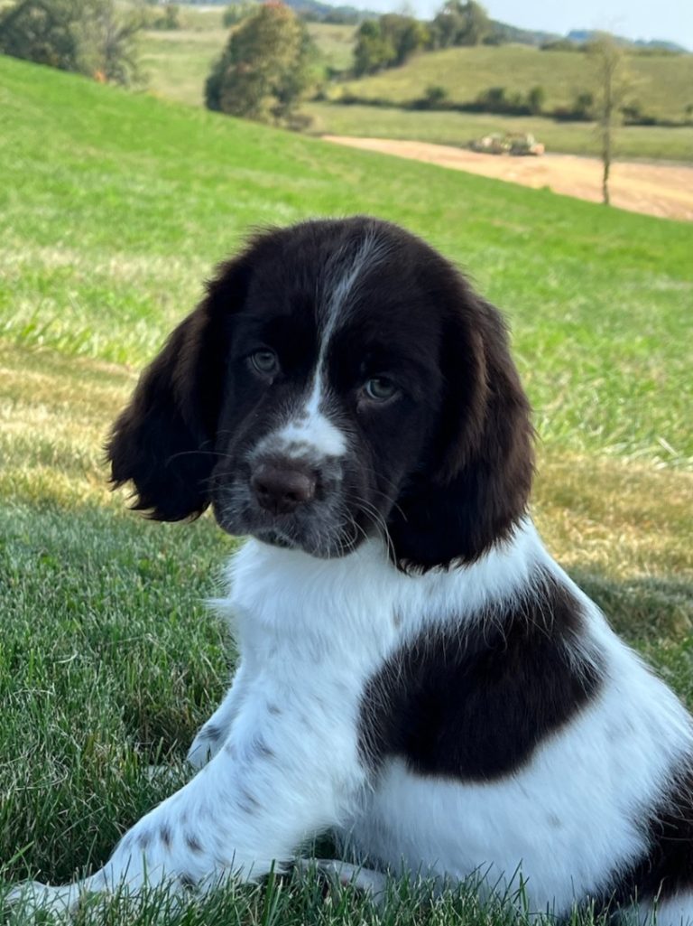English Springer Spaniel - Valley View Springers