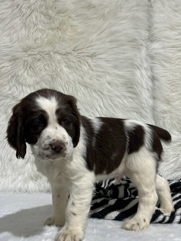 English Springer Spaniel - Valley View Springers